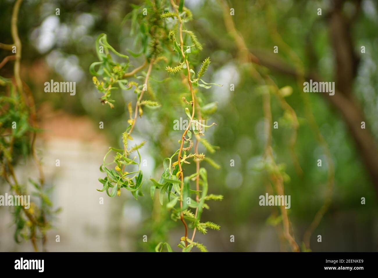 Curly willow branches hi-res stock photography and images - Alamy