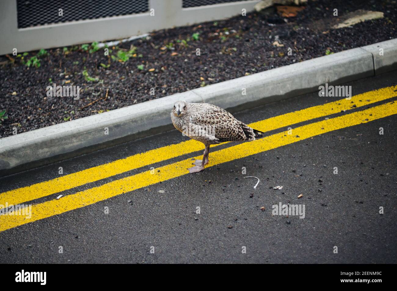 Double yellow lines on roads hi-res stock photography and images - Alamy