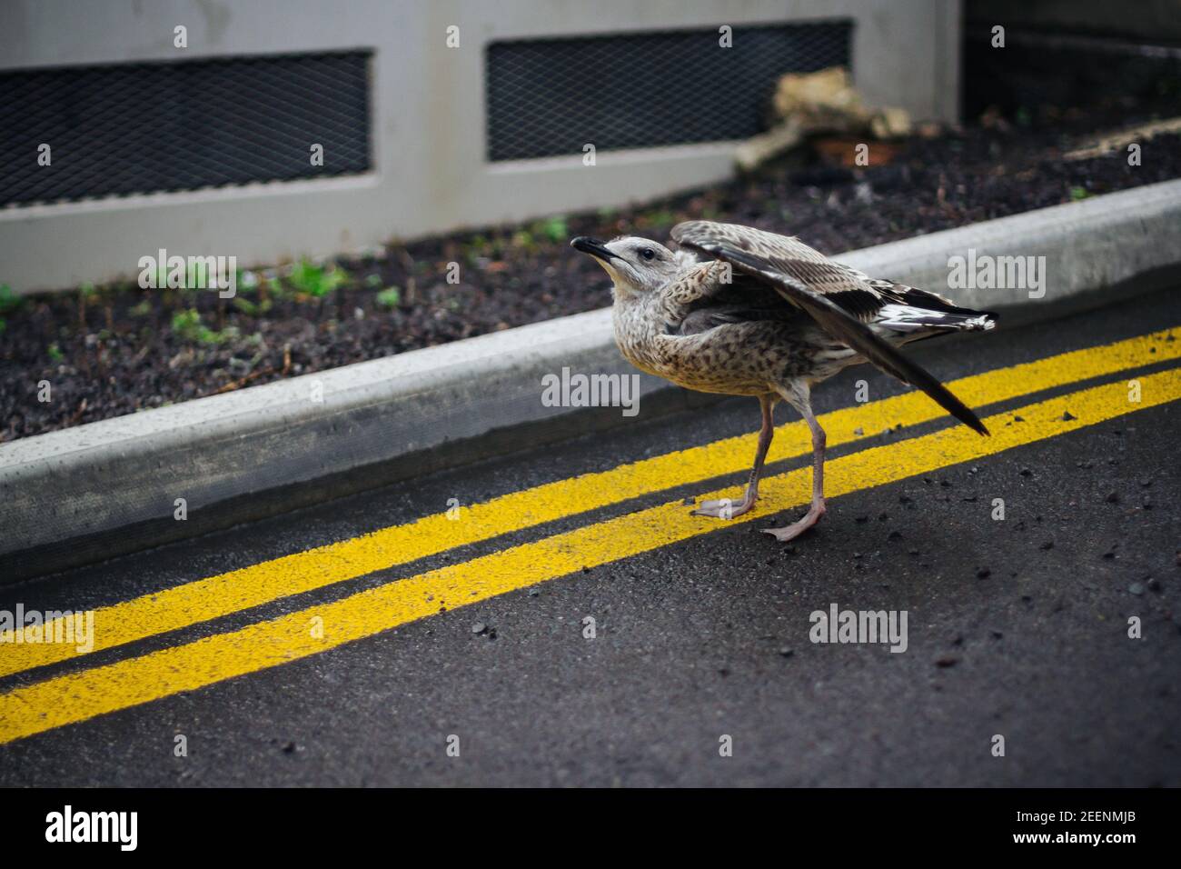 Bird perched on double yellow lines on road about to take off Stock ...