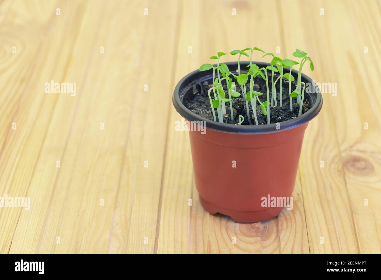 Papaya seedlings germinated - all together in a pot. How to grow Papaya ...