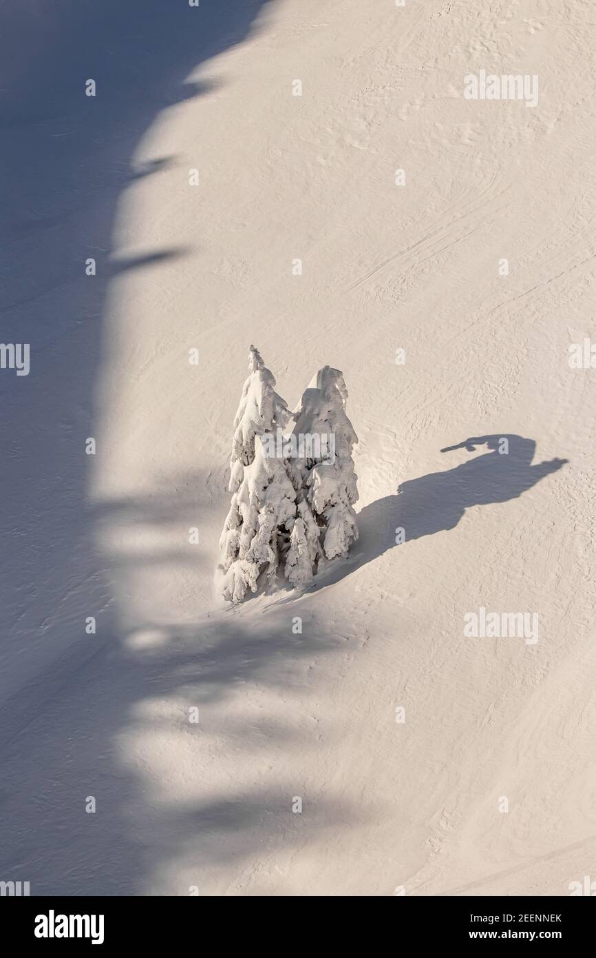 Trees covered in heavy snow Stock Photo - Alamy