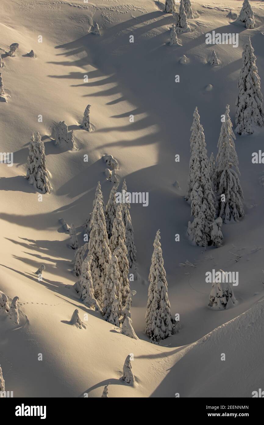 Spruce trees covered with snow Stock Photo - Alamy