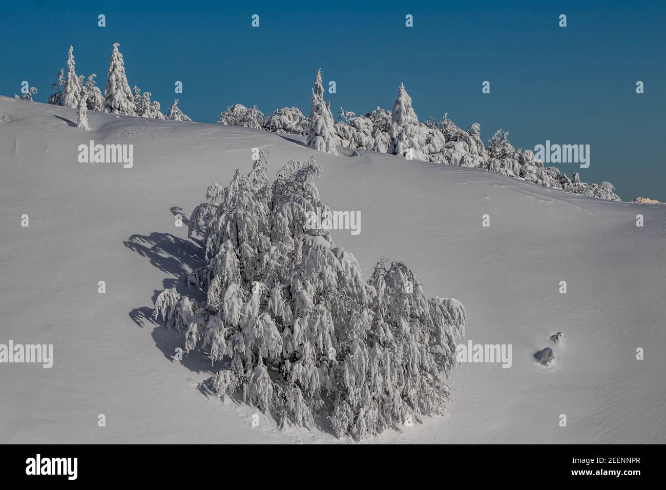 Spruce trees with mountains in background Stock Photo - Alamy