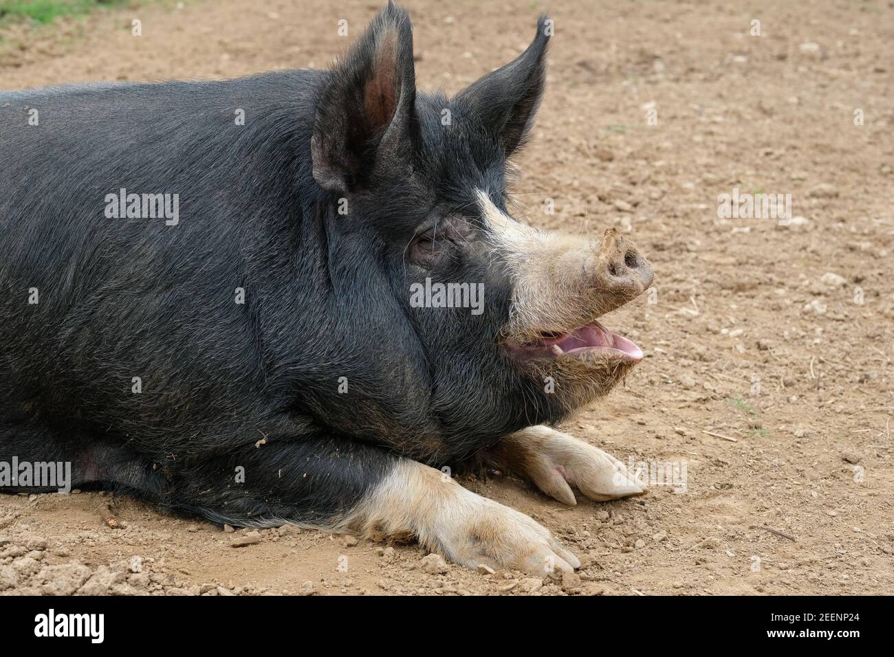 The Berkshire is a British breed of Pig Stock Photo - Alamy
