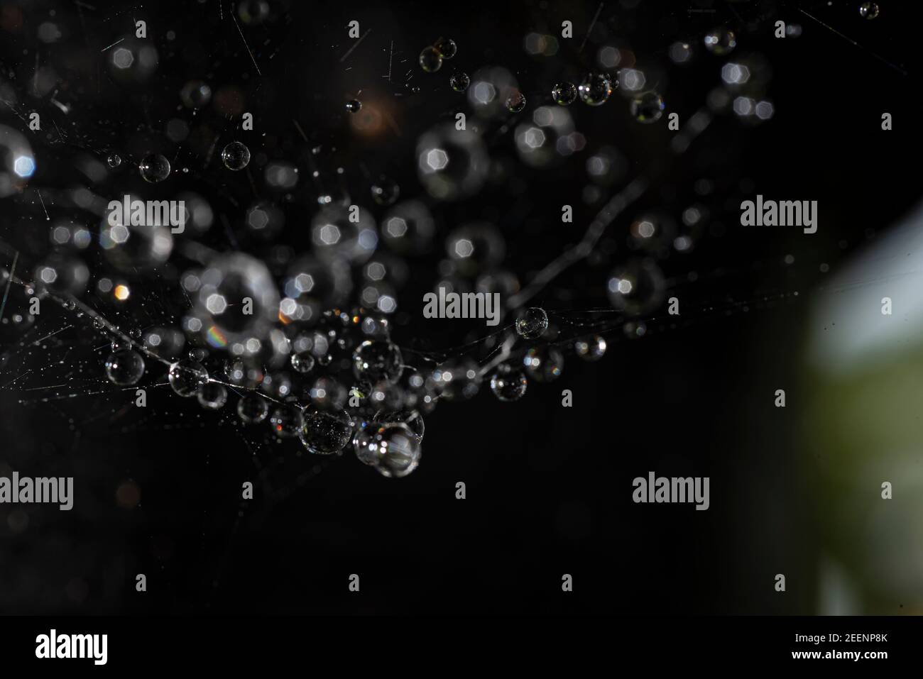 Closeup small water droplets on the spider web on dark background Stock ...