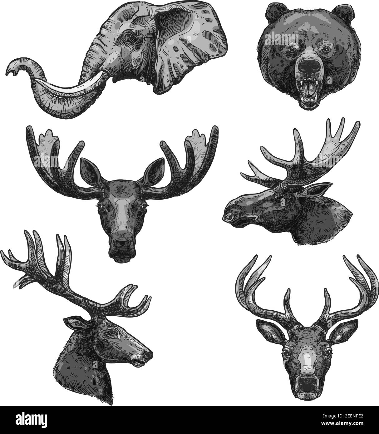 Wild animals heads sketch icons. Vector set of elephant tusks, grizzly ...