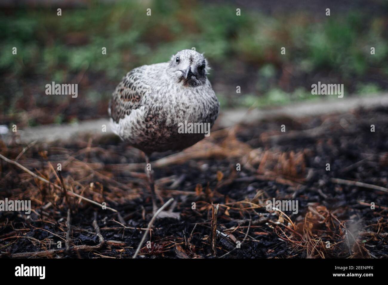 Bird standing in dirt looking directly at the camera Stock Photo - Alamy