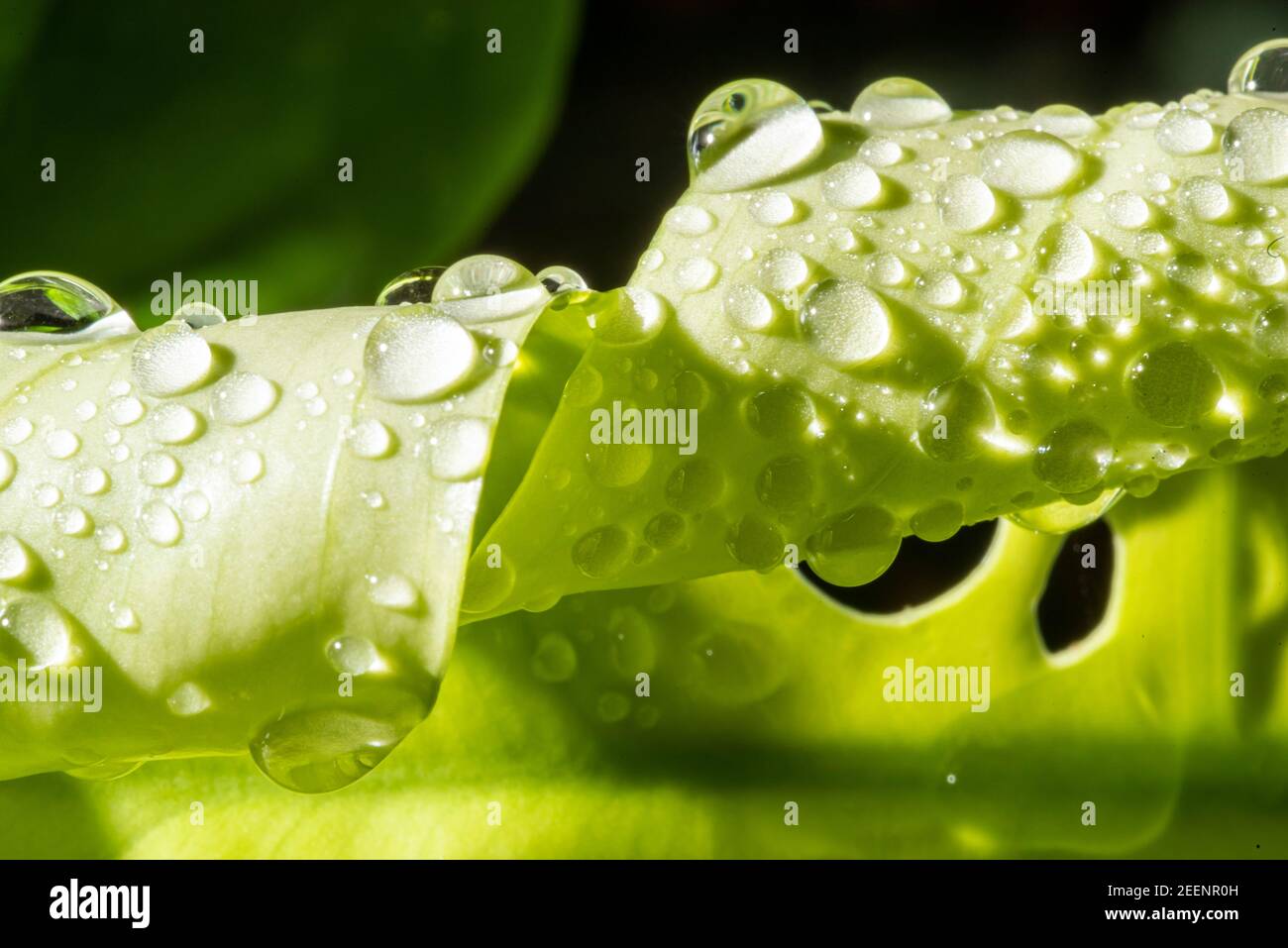 Mini monstera hi-res stock photography and images - Alamy