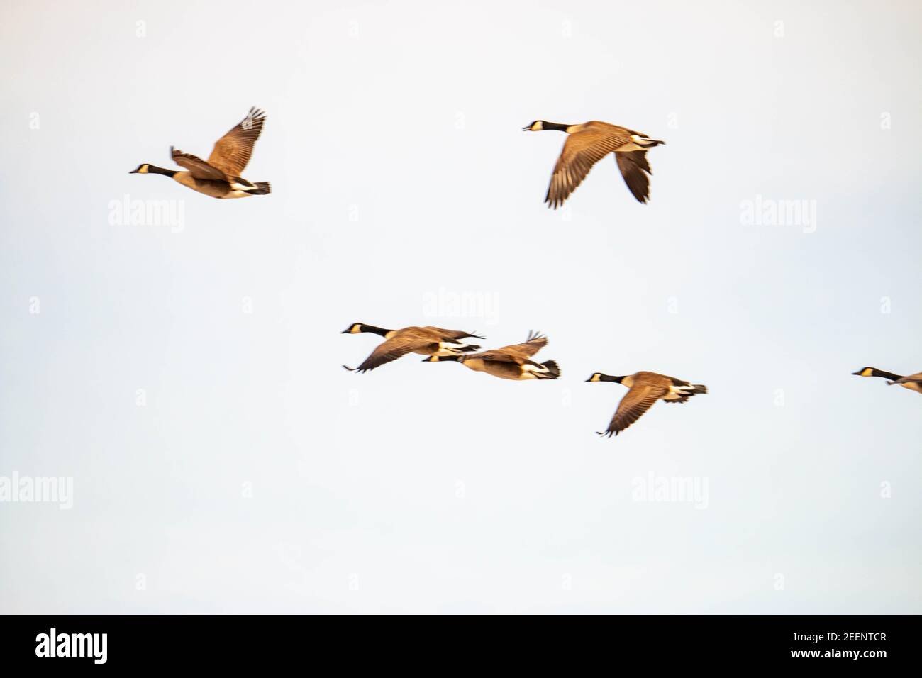 Canadian geese migrate in the sky. Arrow formation Stock Photo - Alamy