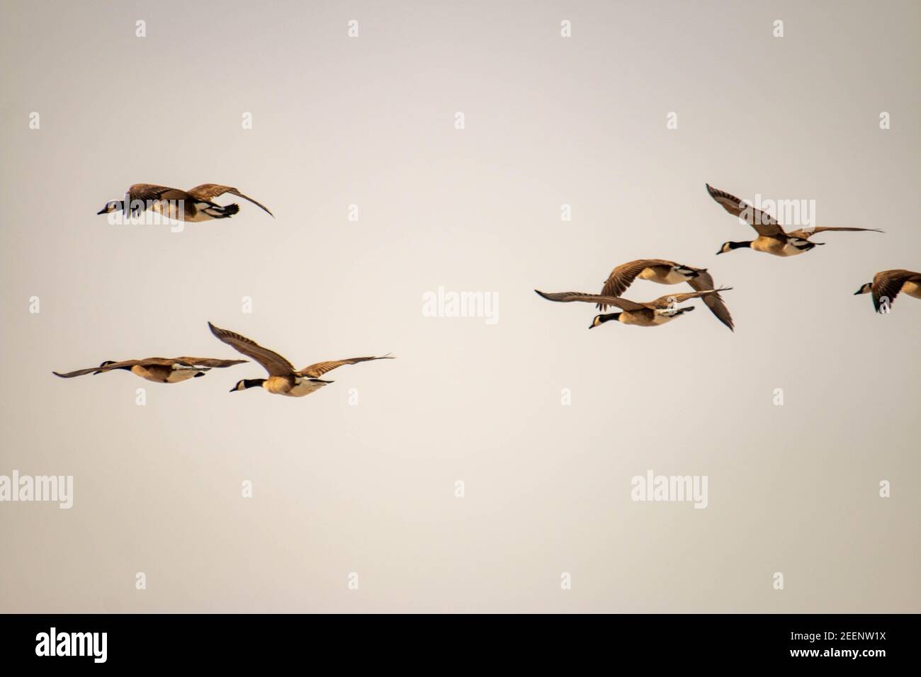 Canadian geese migrate in the sky. Arrow formation Stock Photo - Alamy