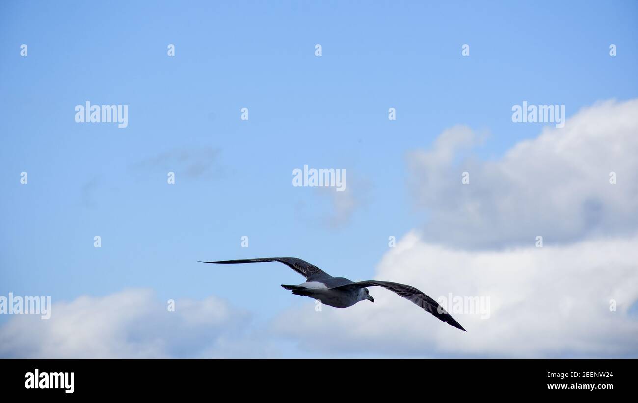 seagull flying high Stock Photo - Alamy