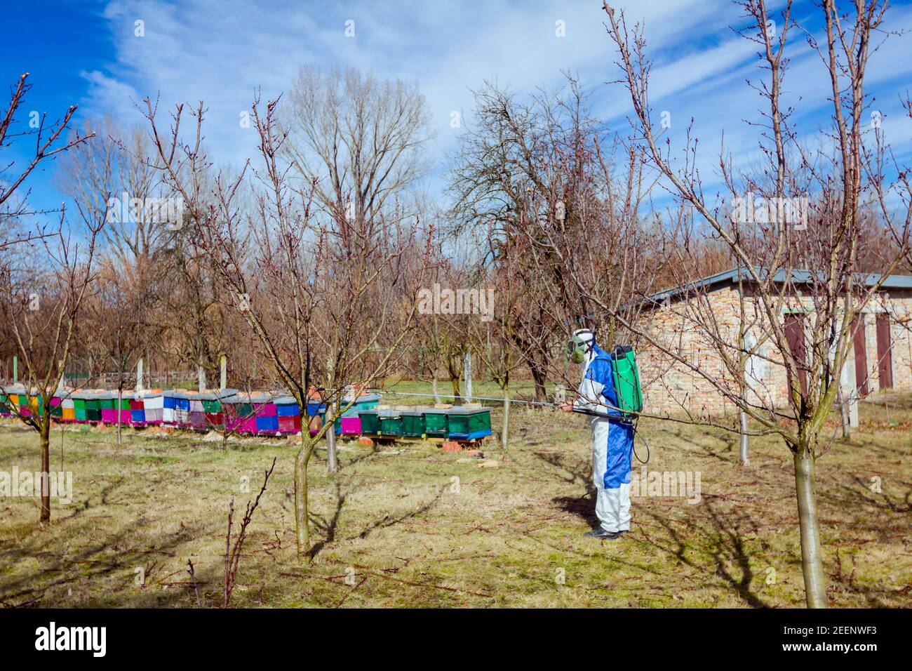 Farmer in protective clothing and gas mask sprays of fruit trees in ...