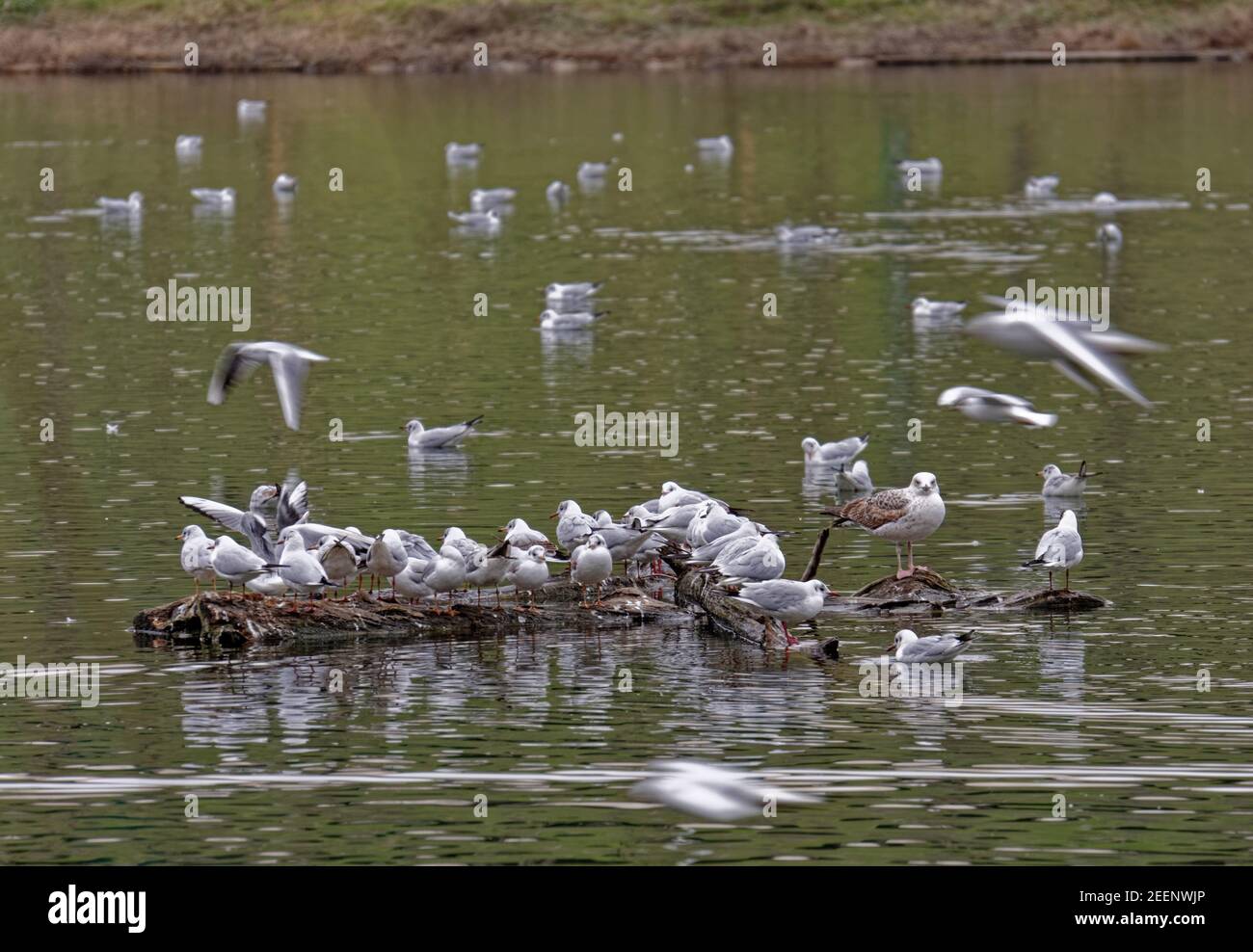 Water seagulls hi-res stock photography and images - Alamy