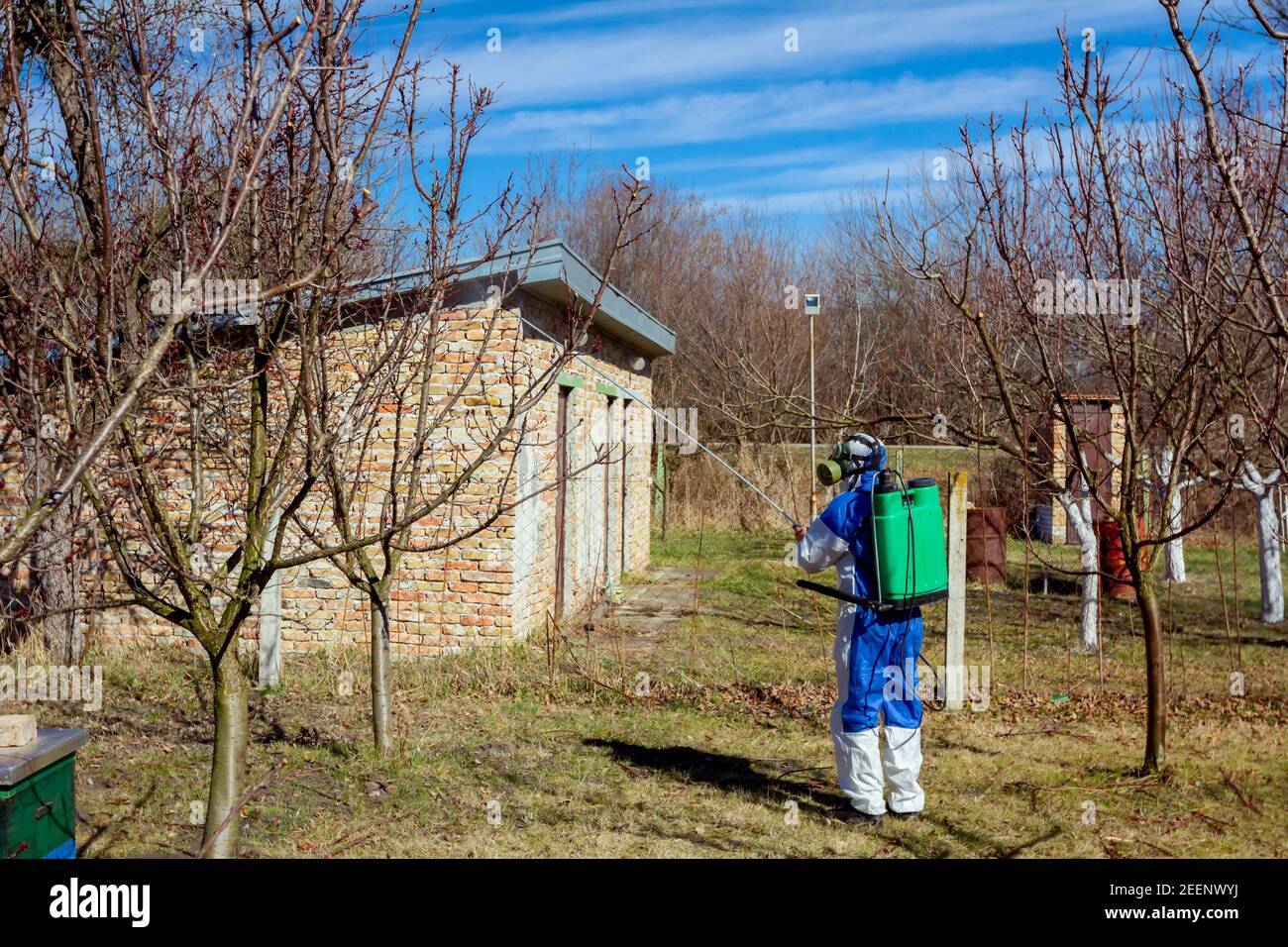 Farmer in protective clothing and gas mask sprays of fruit trees in ...