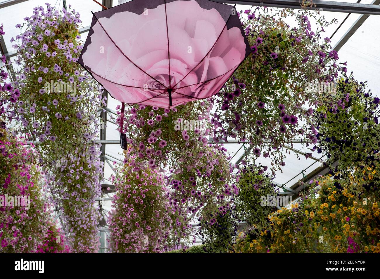 Glacier Gardens Rainforest in Juneau, Alaska is known for its Flower ...