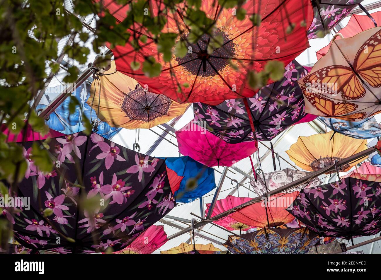 Glacier Gardens Rainforest in Juneau, Alaska is known for its Flower ...