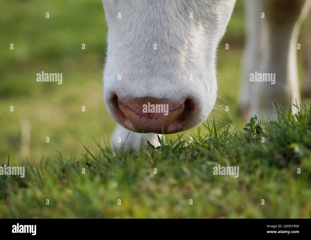Wet nose snout hi-res stock photography and images - Alamy