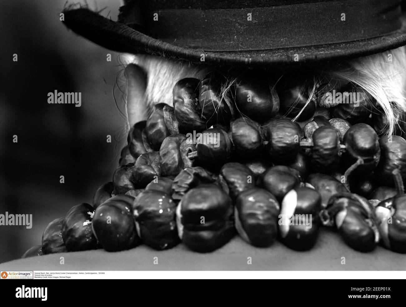 World conker championships hi-res stock photography and images - Alamy