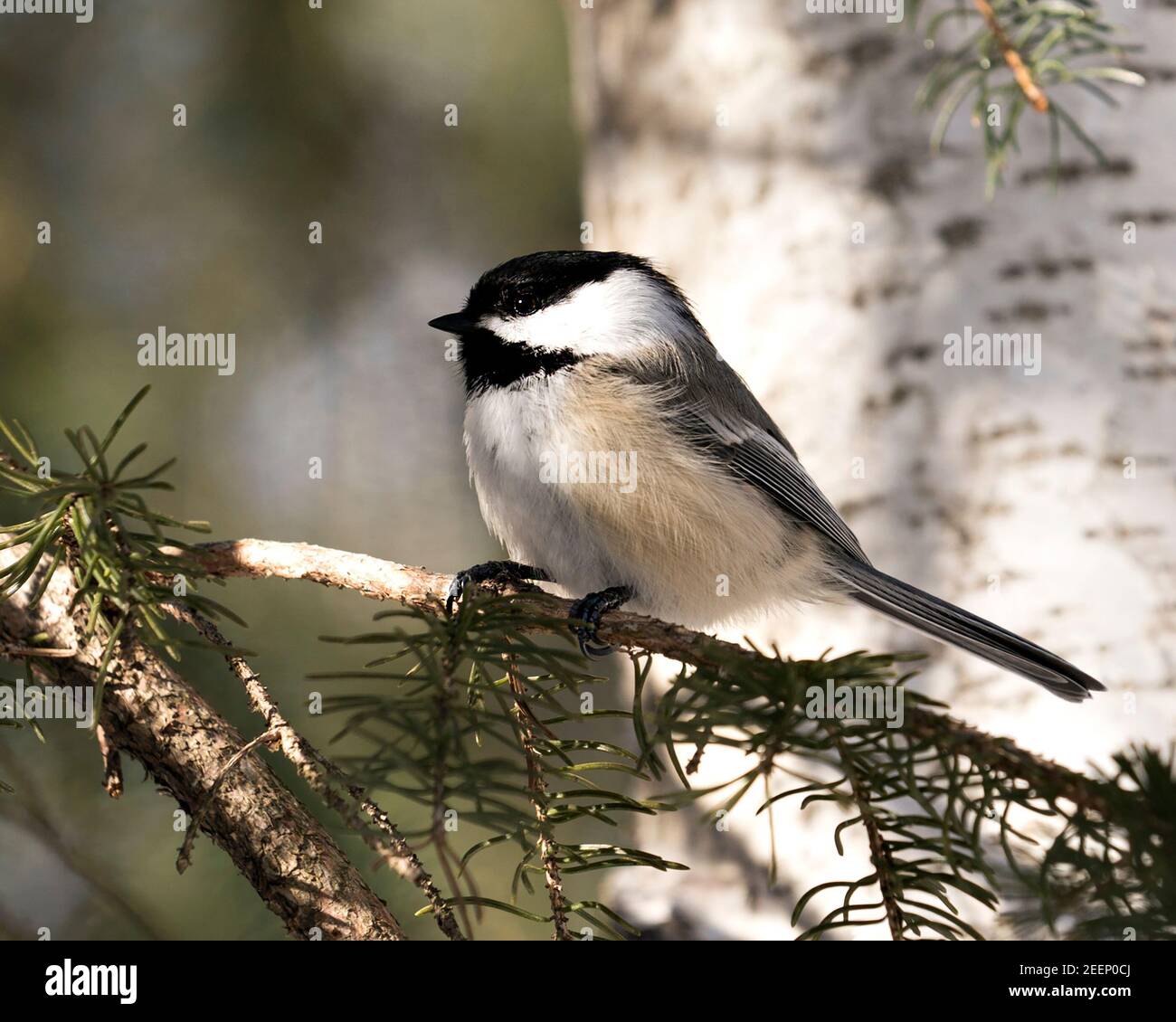 Chickadee close-up profile view perched on a fir tree branch with a ...