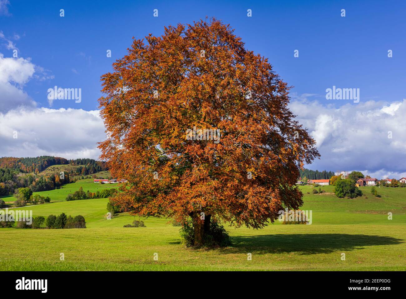 single big beech tree at autumn in meadow Stock Photo - Alamy