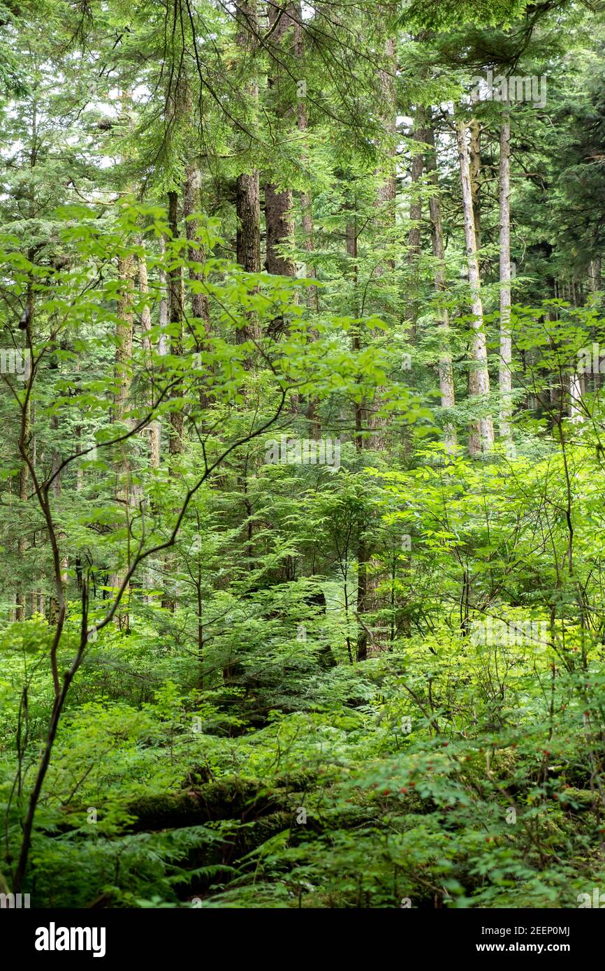 Glacier Gardens Rainforest in Juneau, Alaska is known for its Flower ...