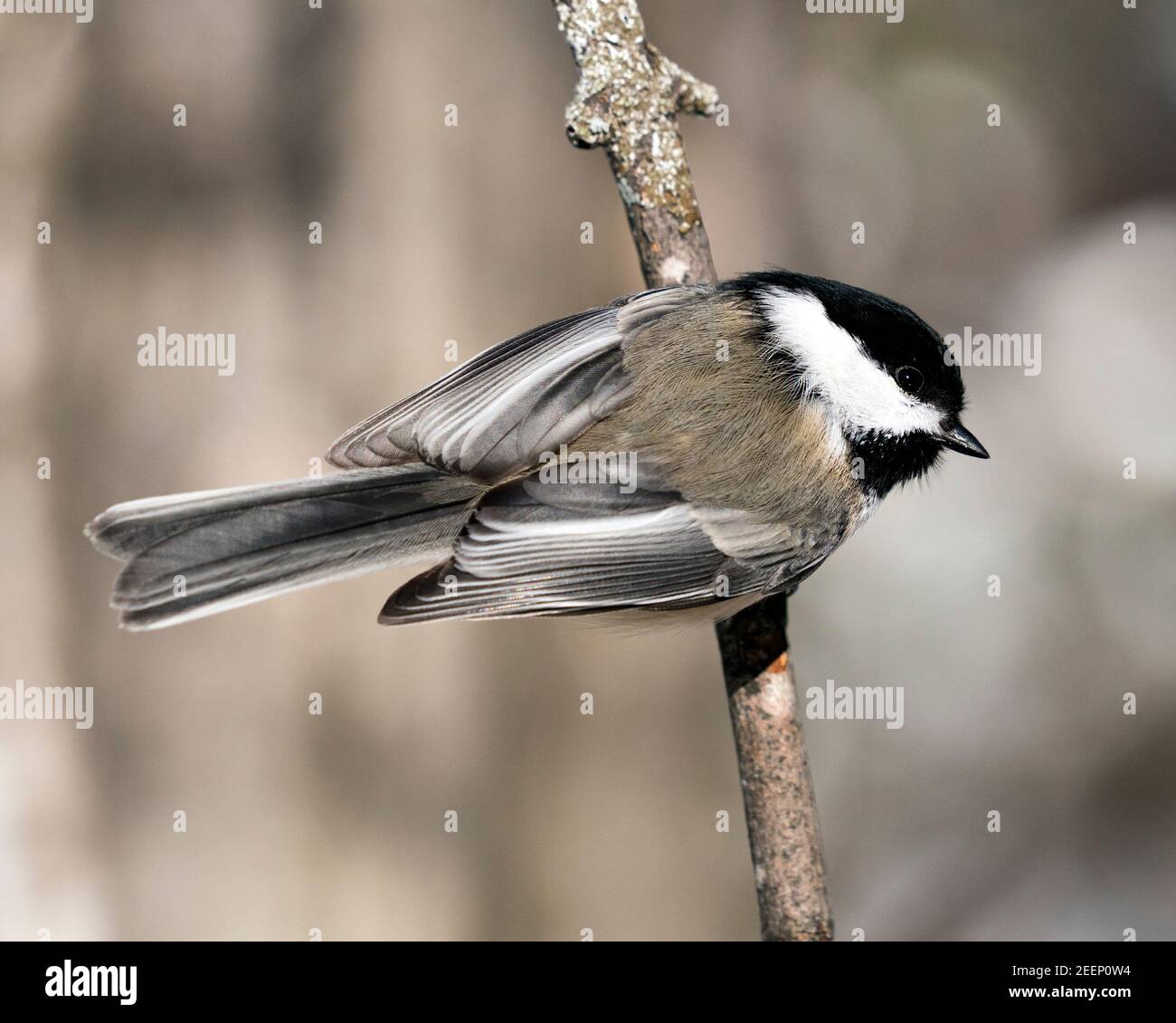 Chickadee Picture Book Cover High Resolution Stock Photography and ...