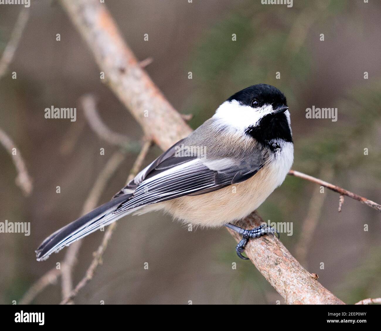 Chickadee Picture Book Cover High Resolution Stock Photography and ...