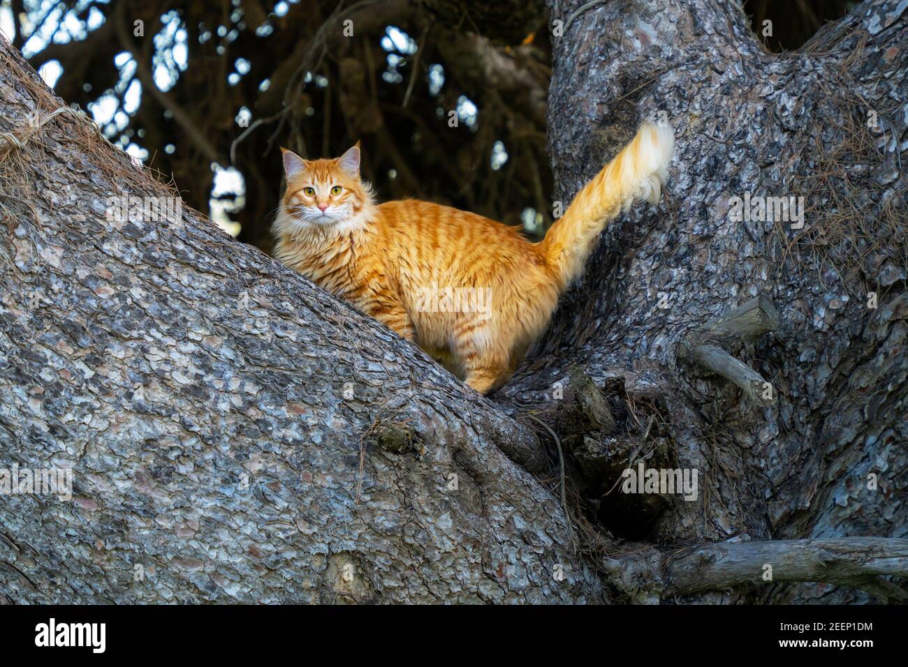 A green eyed ginger cat sitting up a big old Aleppo pine tree Stock ...
