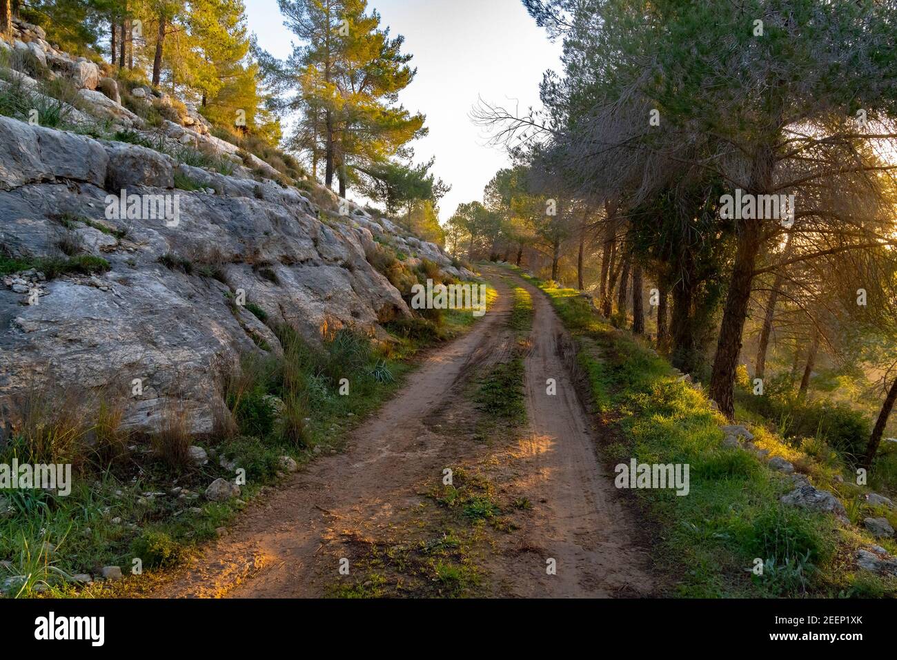 A path in a pine forest in the Judea mountains near Jerusalem, Israel ...
