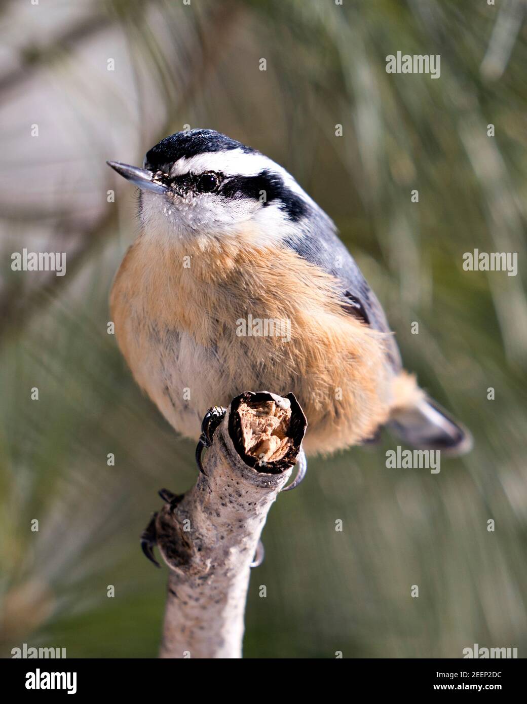 Nuthatch science study hi-res stock photography and images - Alamy