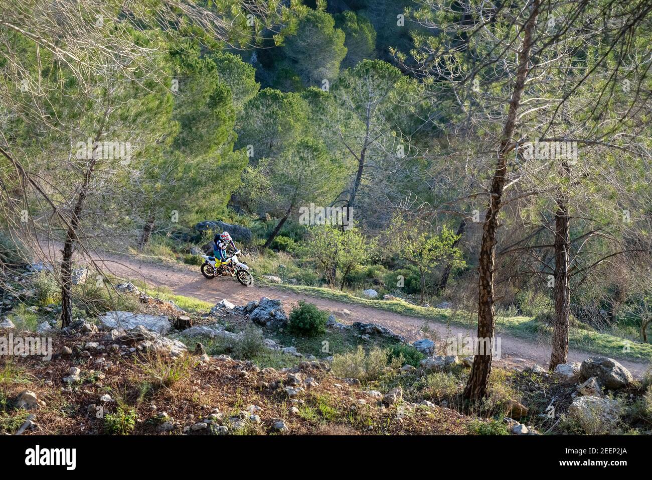 A lone motorcycle rider on a path in a pine forest at dawn Stock Photo ...