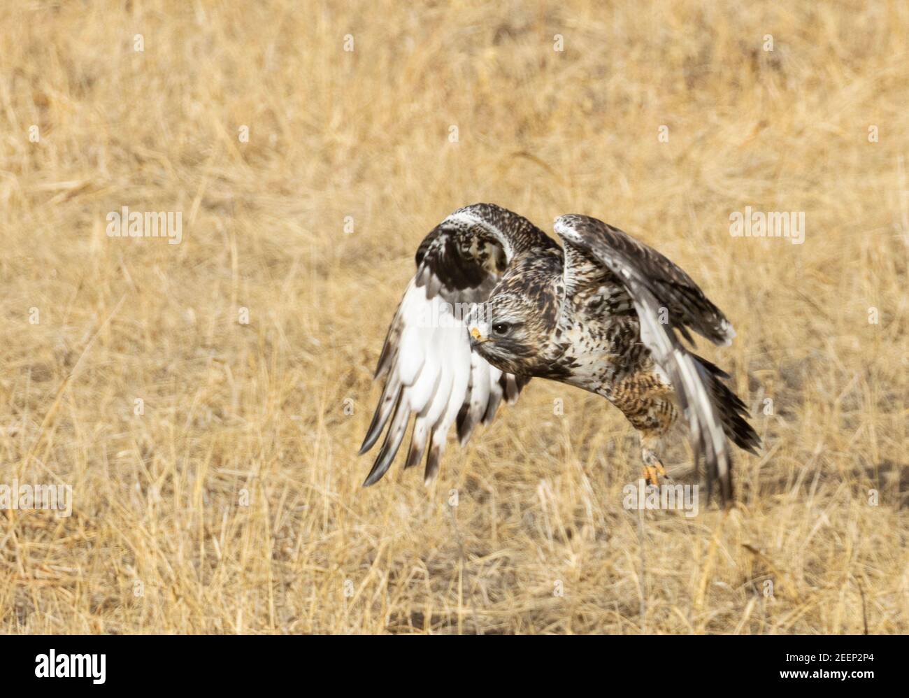Beautiful rough legged hawk in flight Stock Photo - Alamy