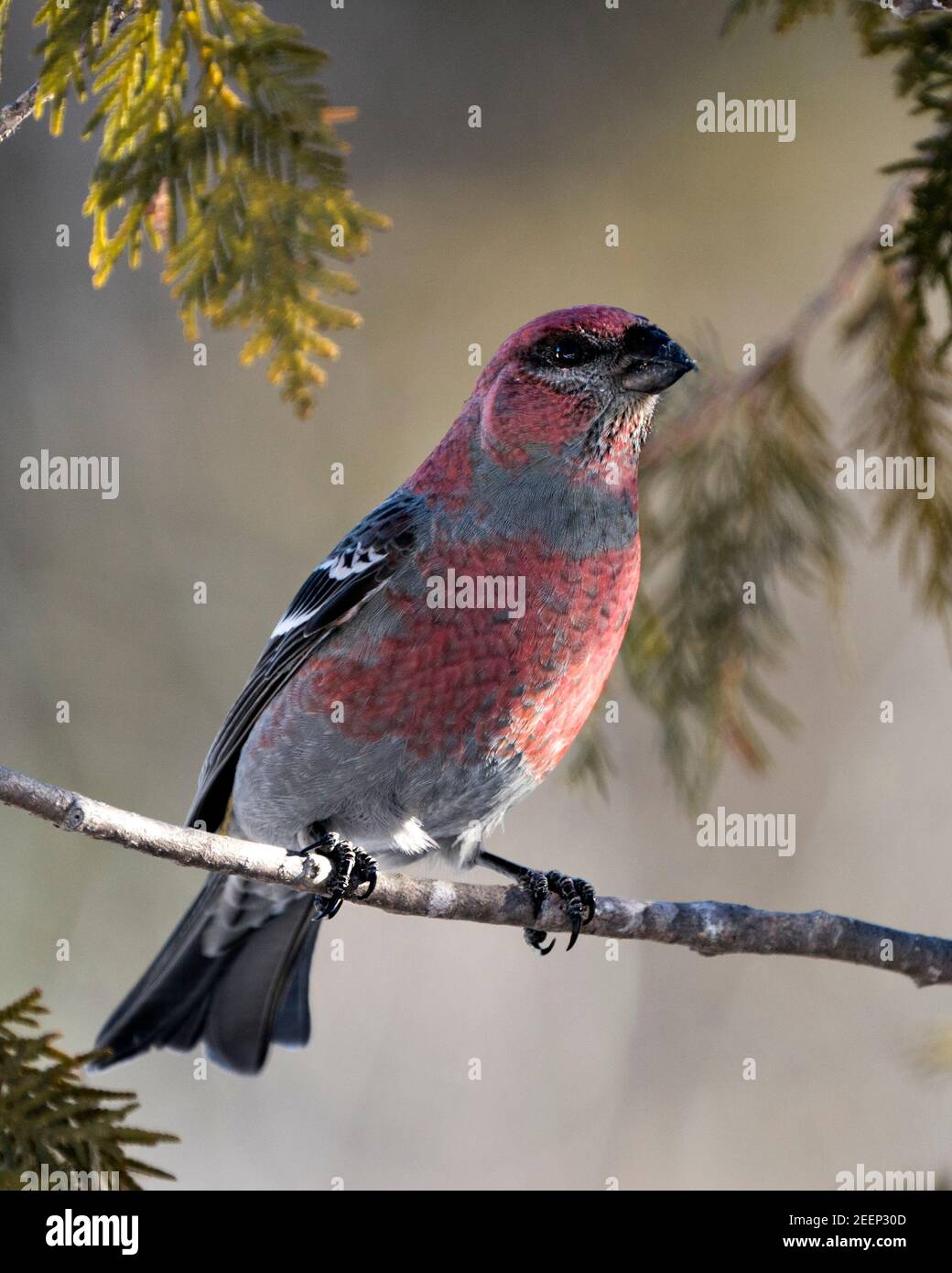 Pine Grosbeak close-up profile view, perched with a blur background in ...