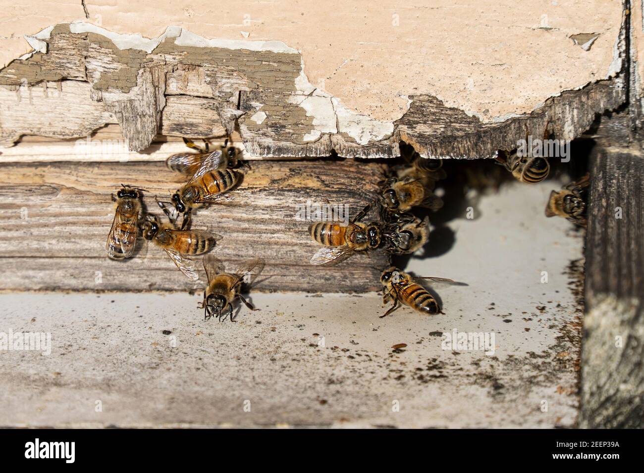 Animal bee bees day hive insect insects hi-res stock photography and ...