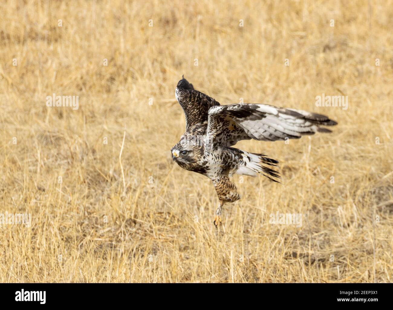 Beautiful rough legged hawk in flight Stock Photo - Alamy