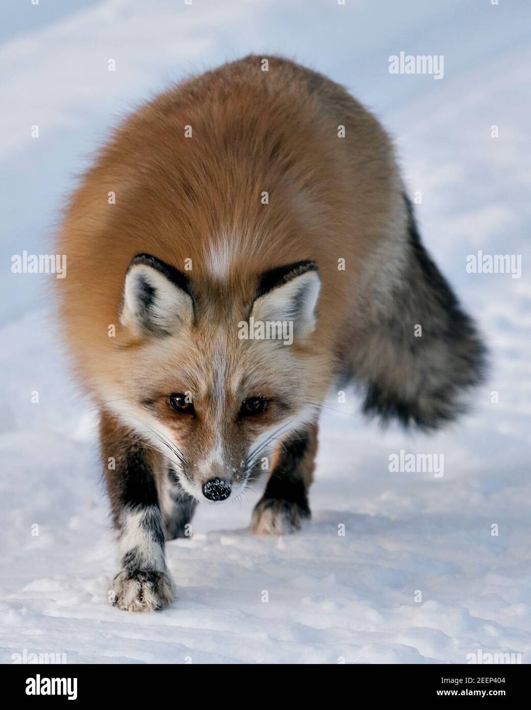 Red fox close-up profile view in the winter season in its environment ...