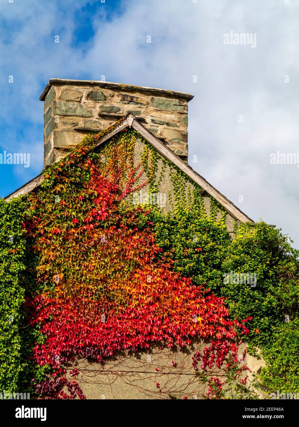 Gable end wall of a stone house with chimney covered in green, orange ...