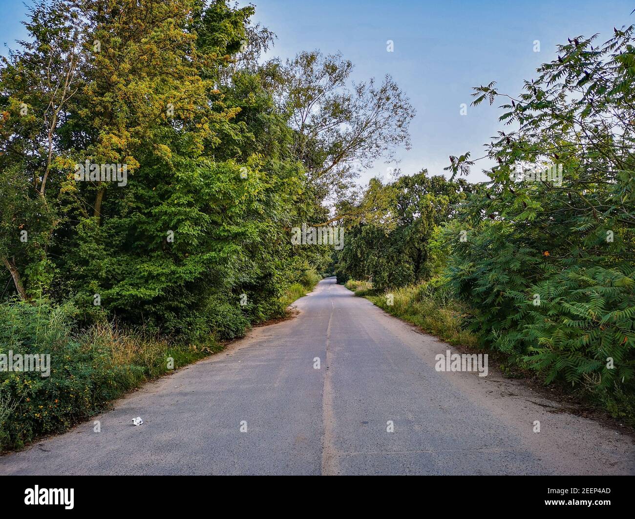 Concrete path with bushes and trees around Stock Photo - Alamy