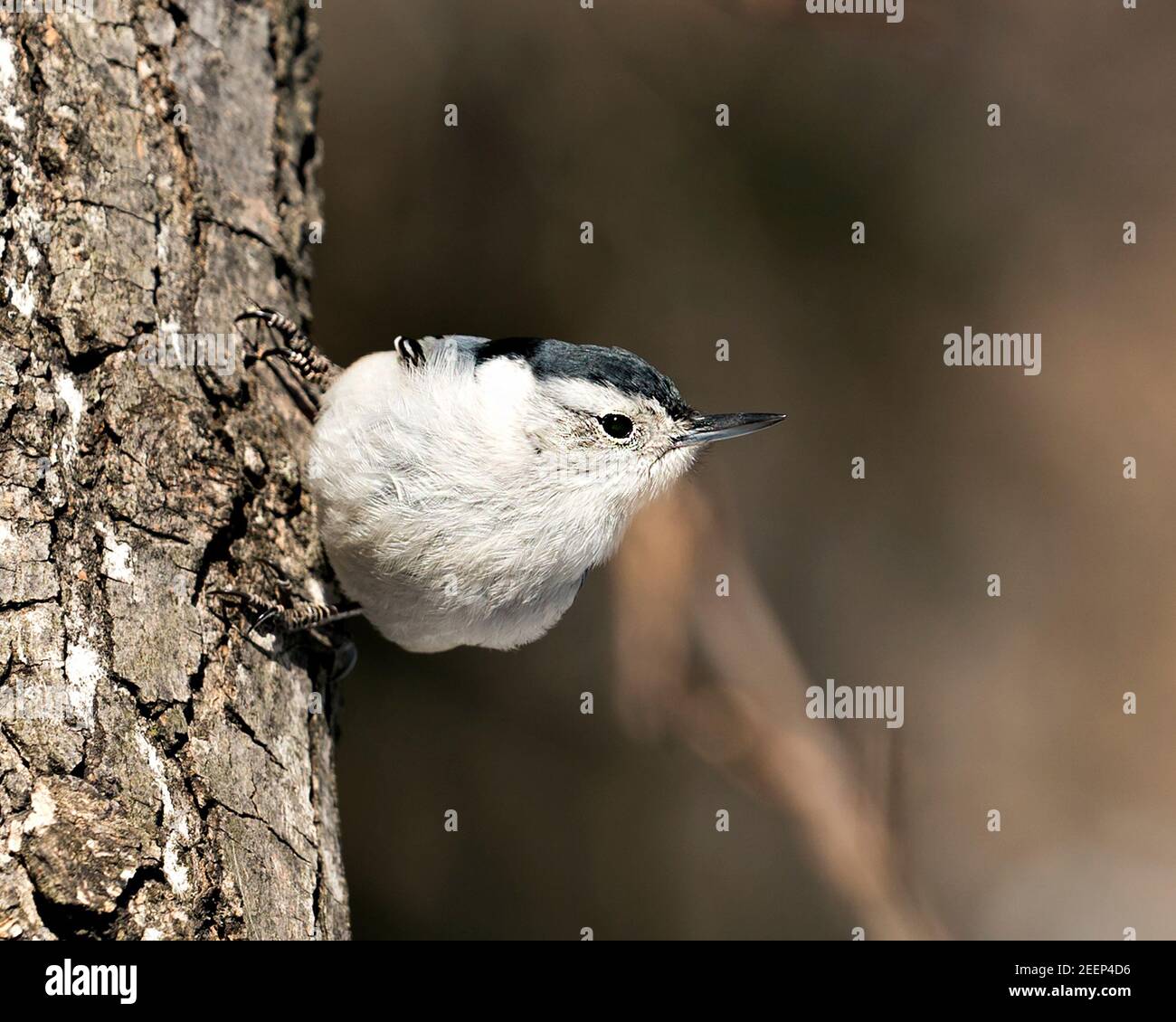 White-Breasted Nuthatch close-up profile view perched on a tree trunk ...