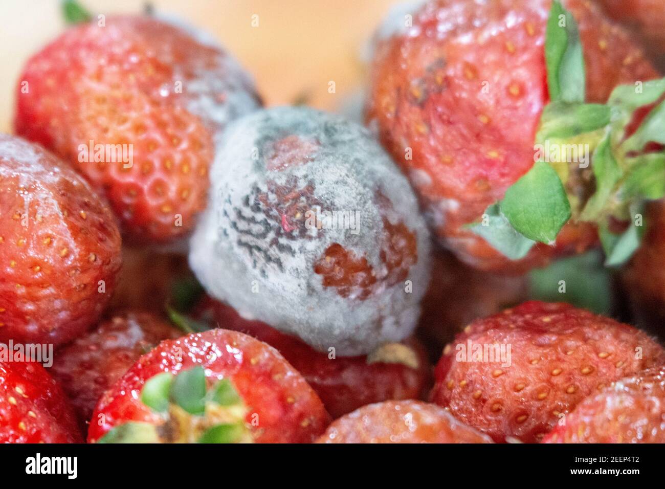 close up photos of moldy strawberries. Food waste is a big issue Stock ...