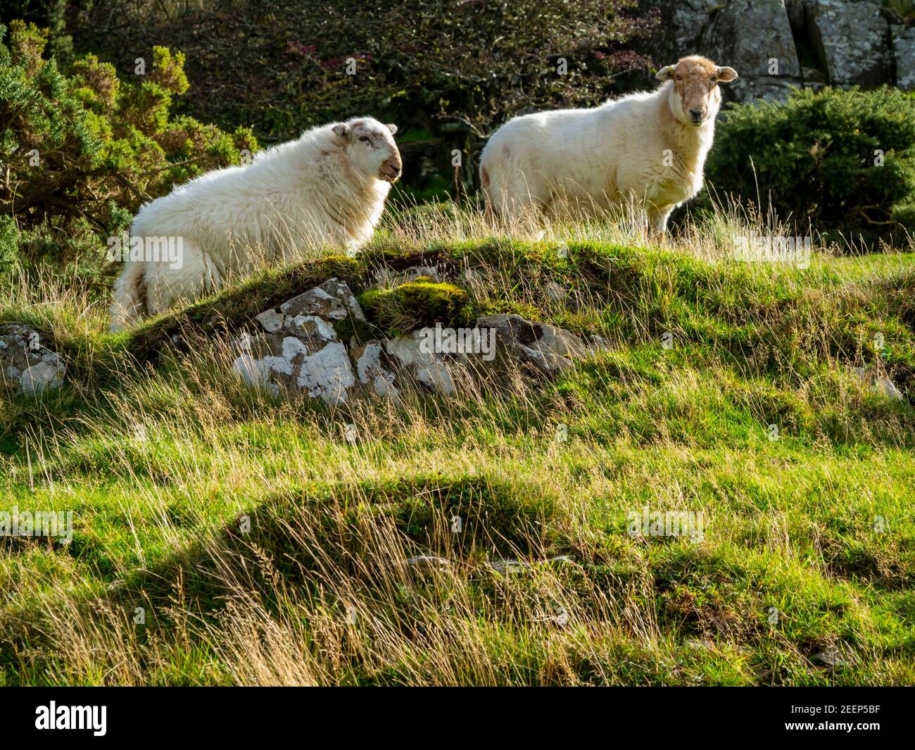 Farming in west wales hi-res stock photography and images - Alamy