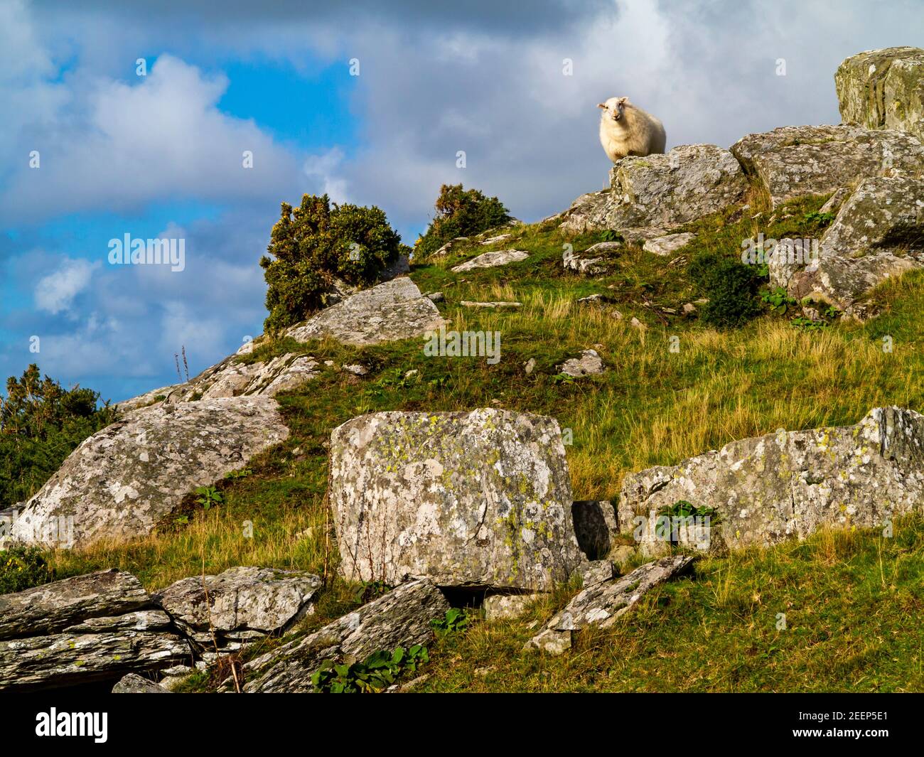 Sheep on rocks in upland landscape at Dinas Oleu near Barmouth in ...
