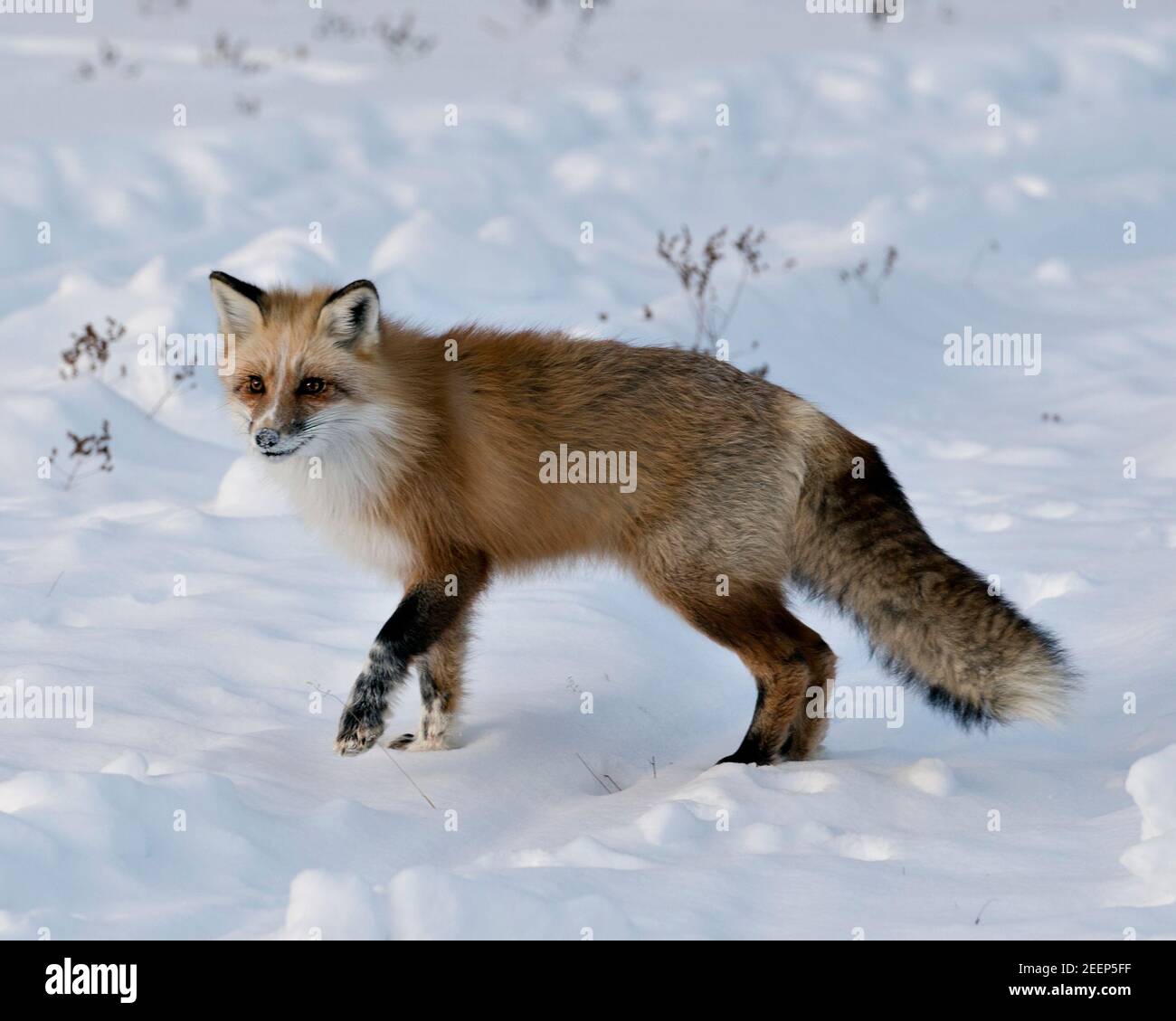 White Fox Tail High Resolution Stock Photography and Images - Alamy