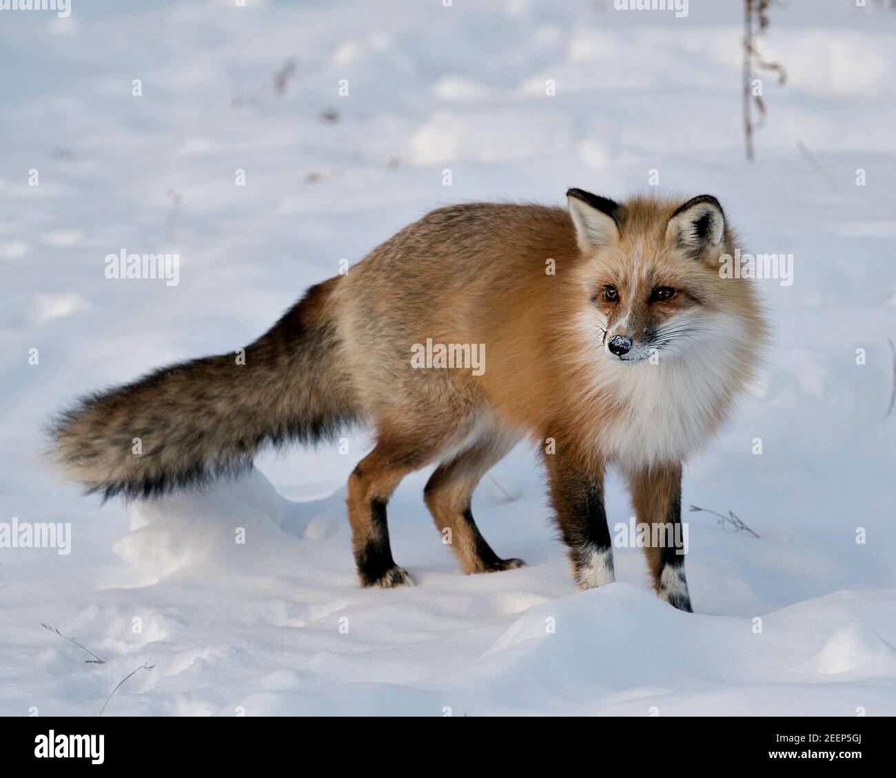 White Fox Tail High Resolution Stock Photography and Images - Alamy