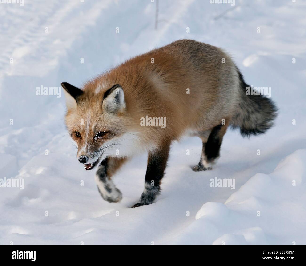 Red fox close-up profile view in the winter season in its environment ...