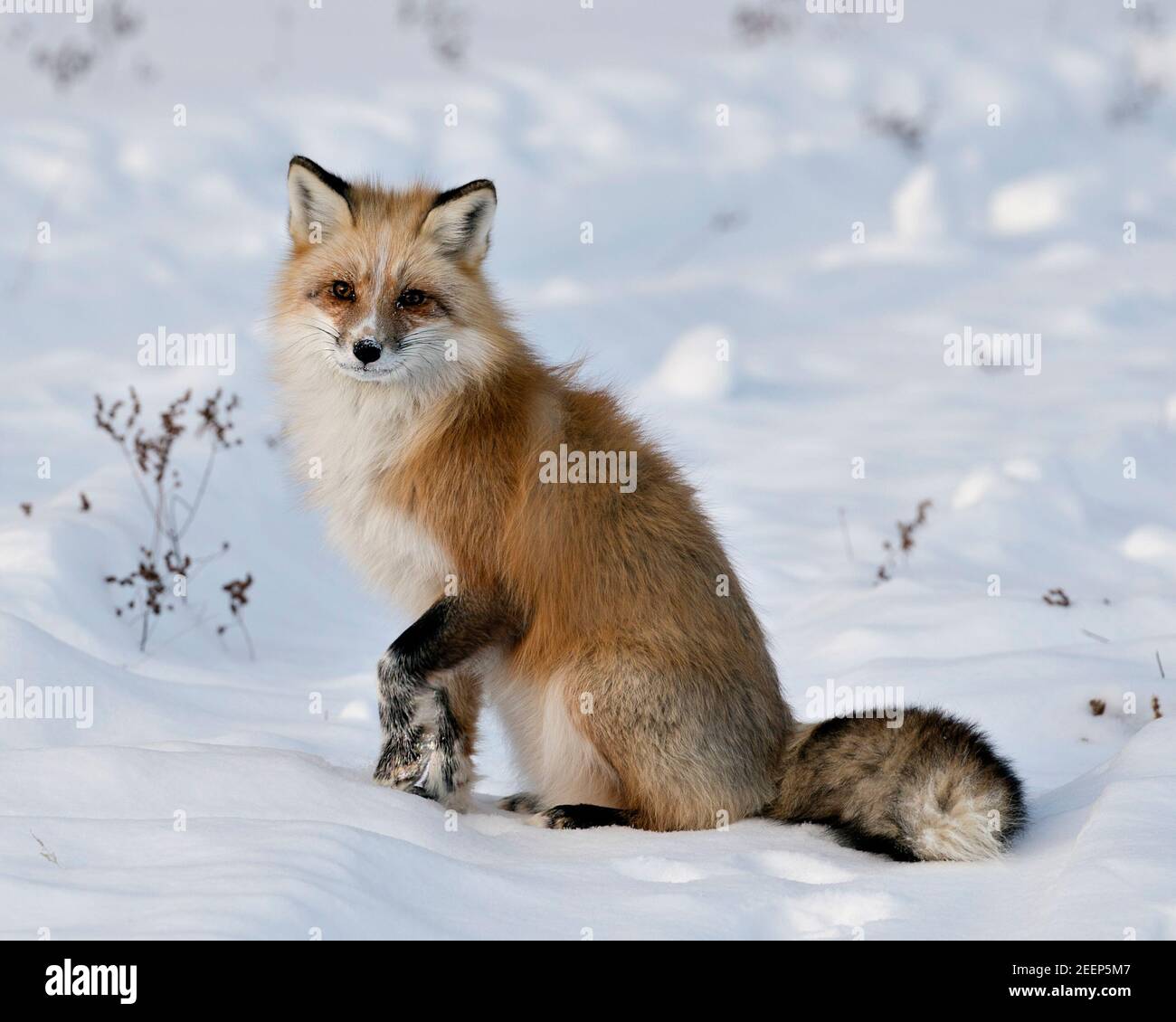 Red fox close-up profile view sitting in the winter season in its ...