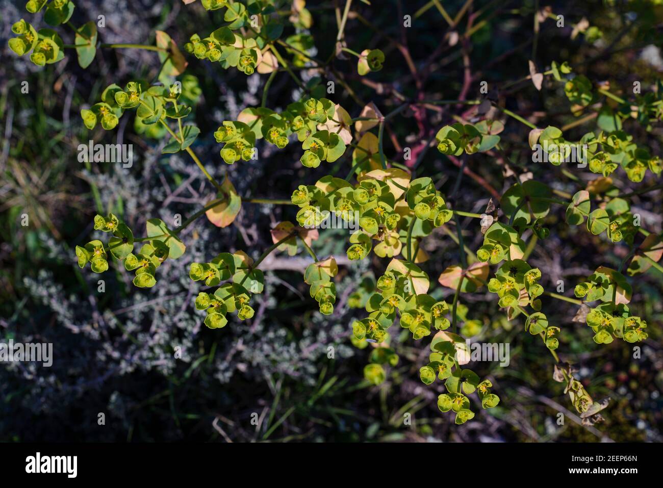 Plante ligneuse vivace hi-res stock photography and images - Alamy
