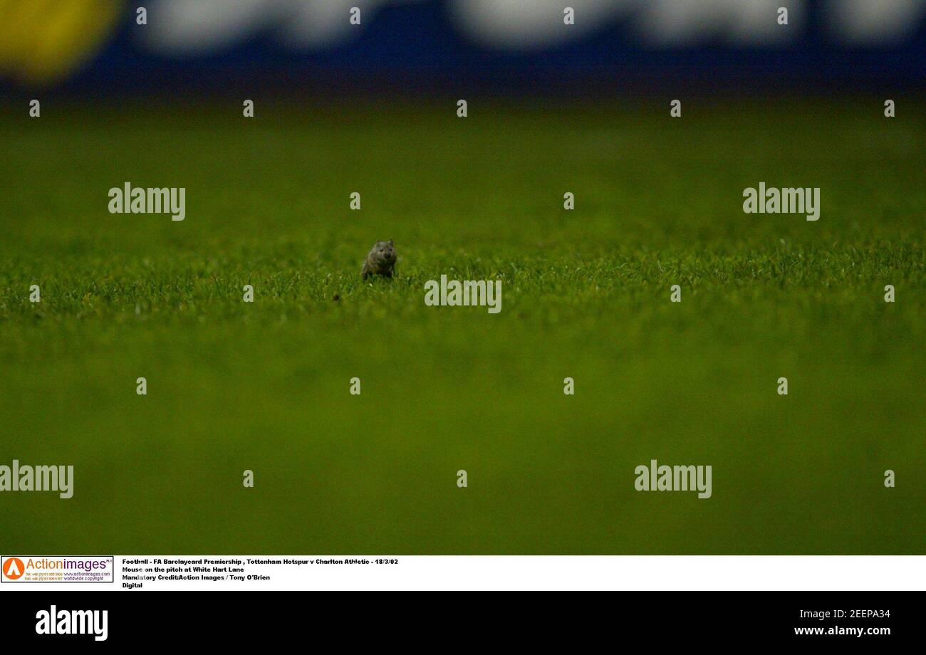 Morton the mouse hi-res stock photography and images - Alamy