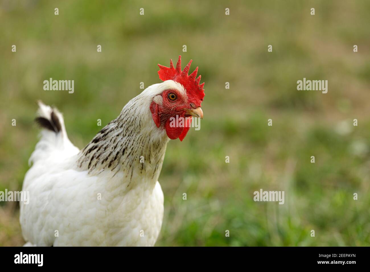 White leghorn hi-res stock photography and images - Alamy