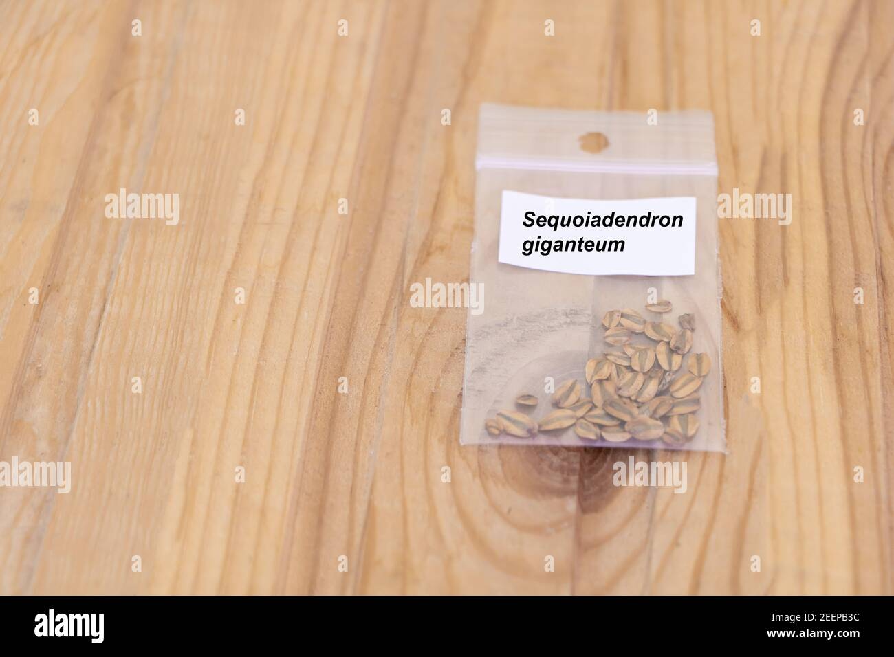 The seeds of the tallest tree in the world - Sequoiadendron giganteum ...